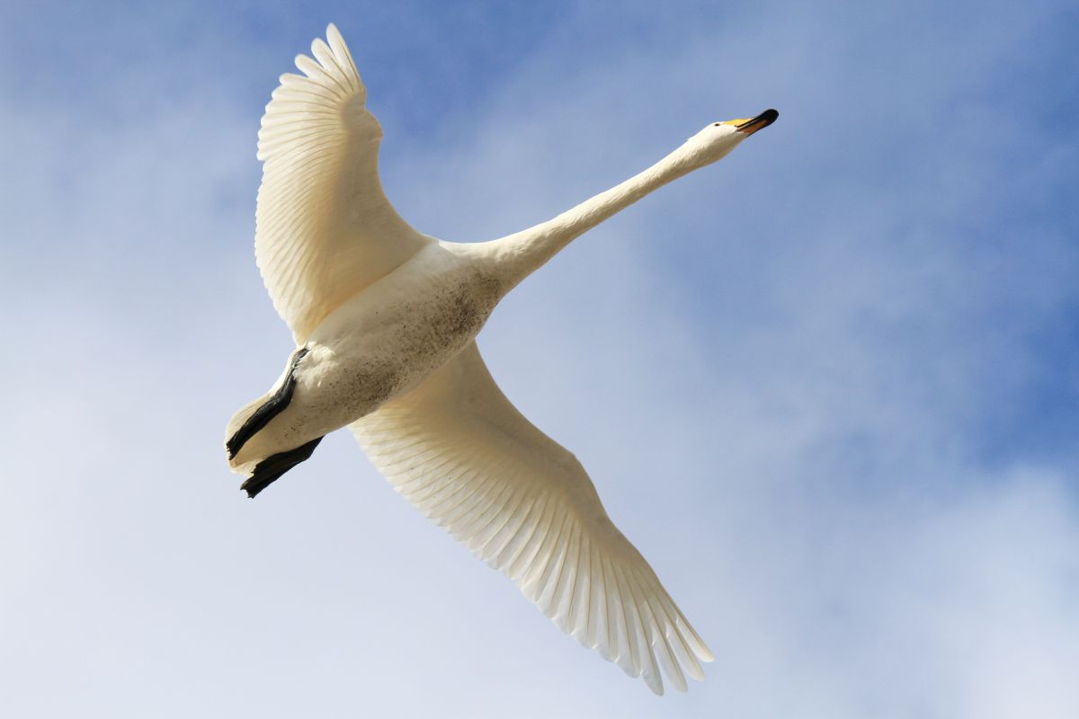 White Wings | GANREF