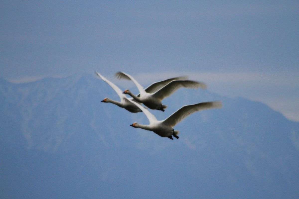 Formation flight | GANREF