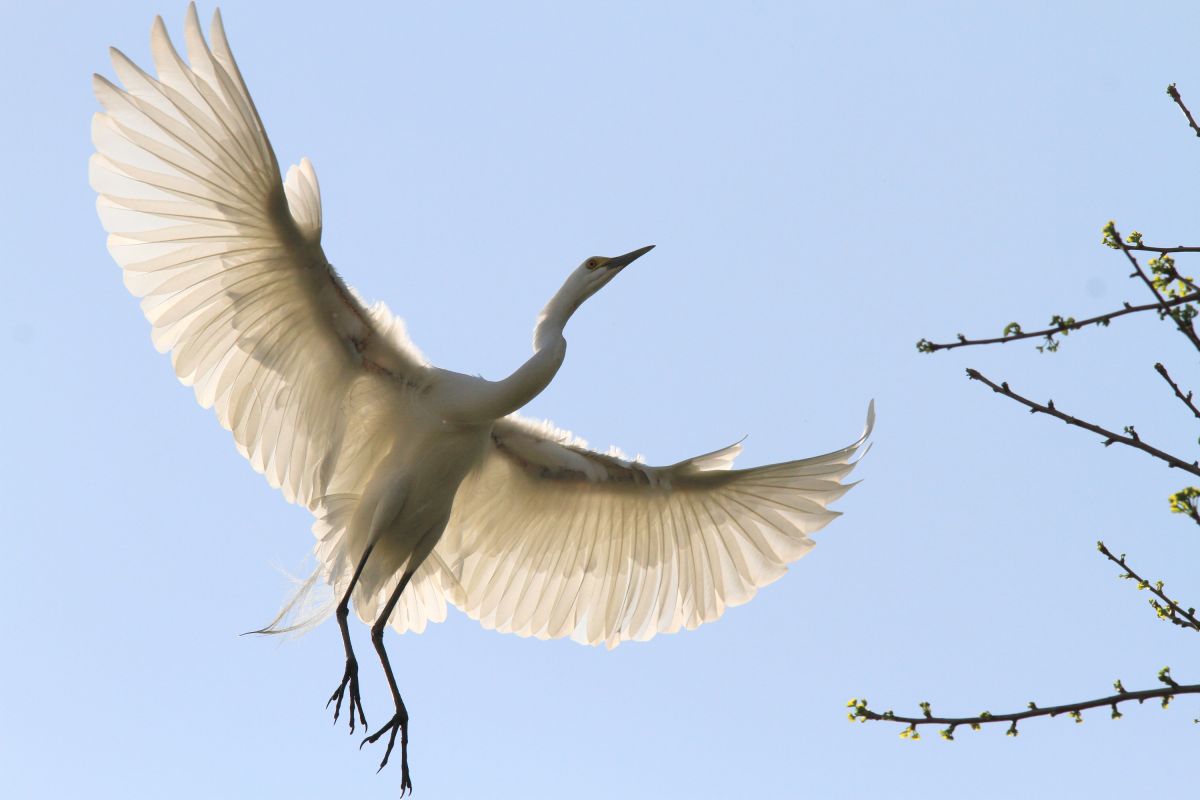 White Wings | GANREF