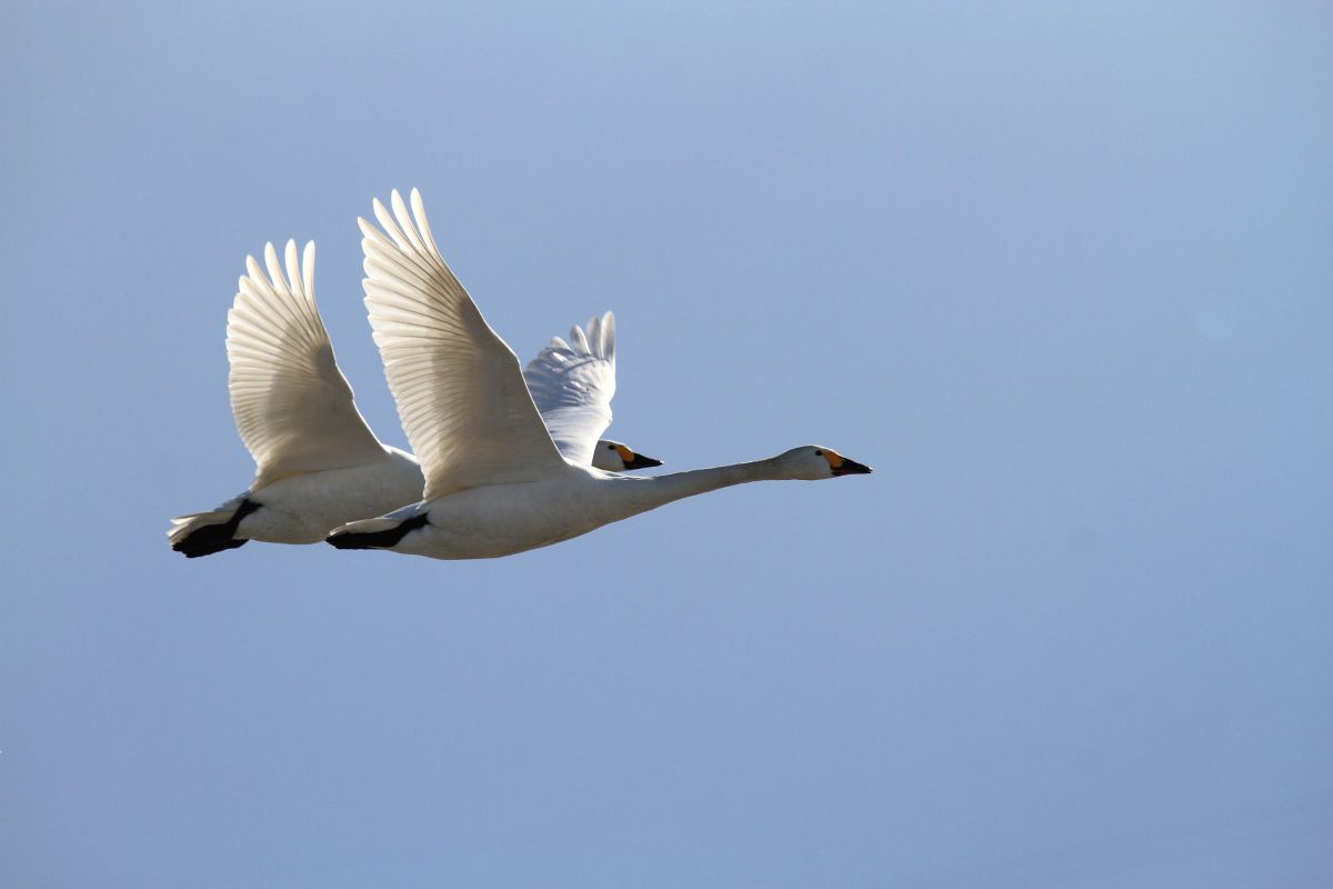 White wings | GANREF