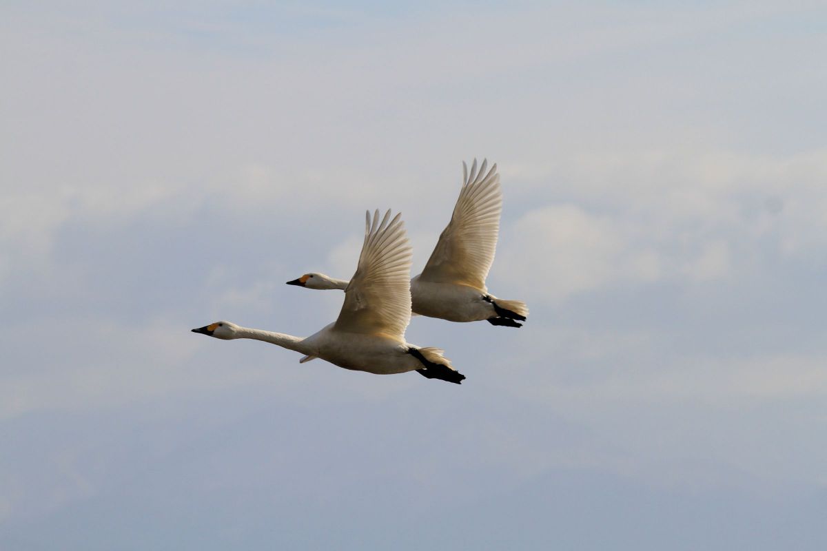 Synchronized flight | GANREF