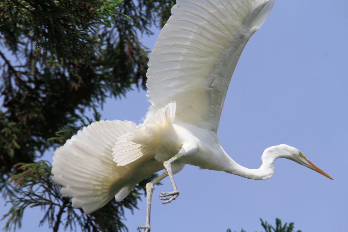 White wings | GANREF
