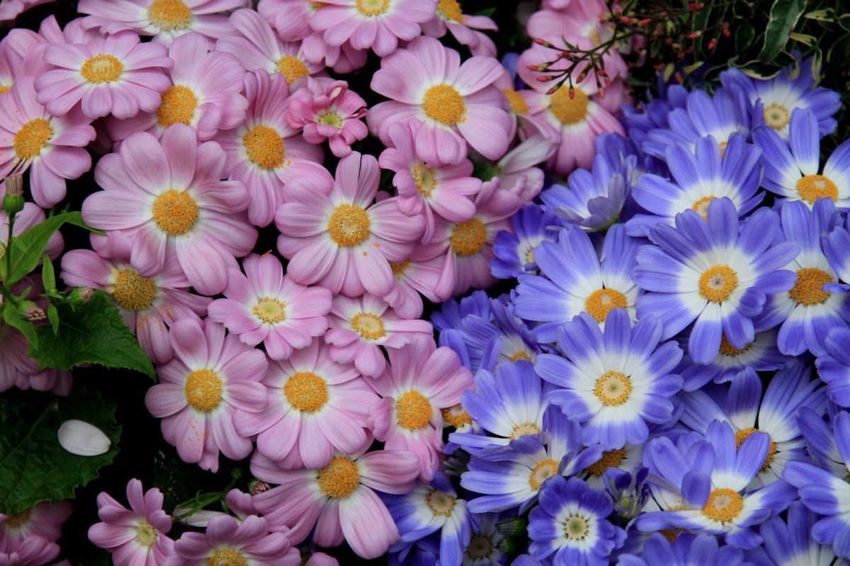 Spring flower | GANREF