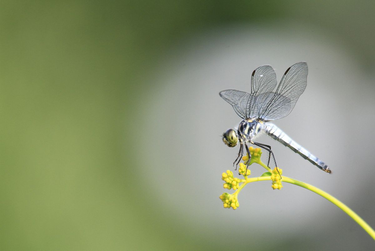 Silver dragonfly | GANREF
