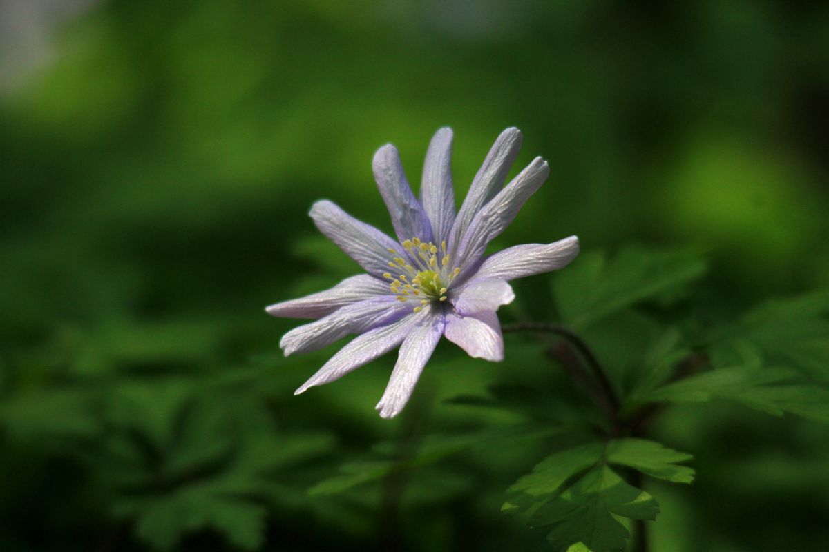 Spring ephemeral | GANREF