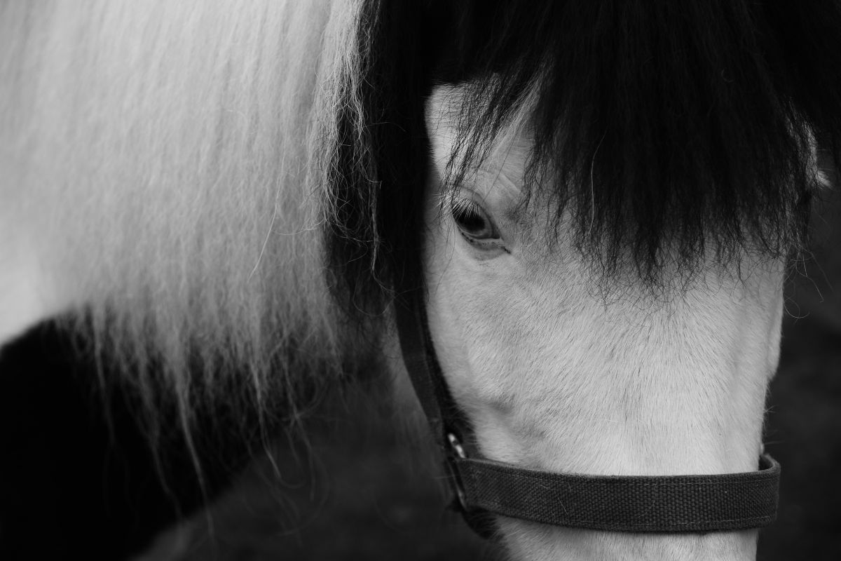 his portrait | GANREF