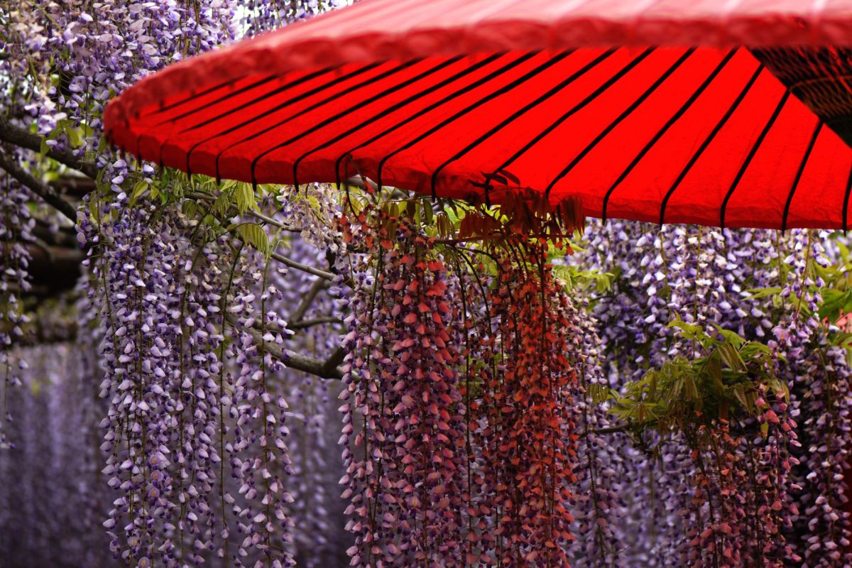 頬染めて・・・ | GANREF