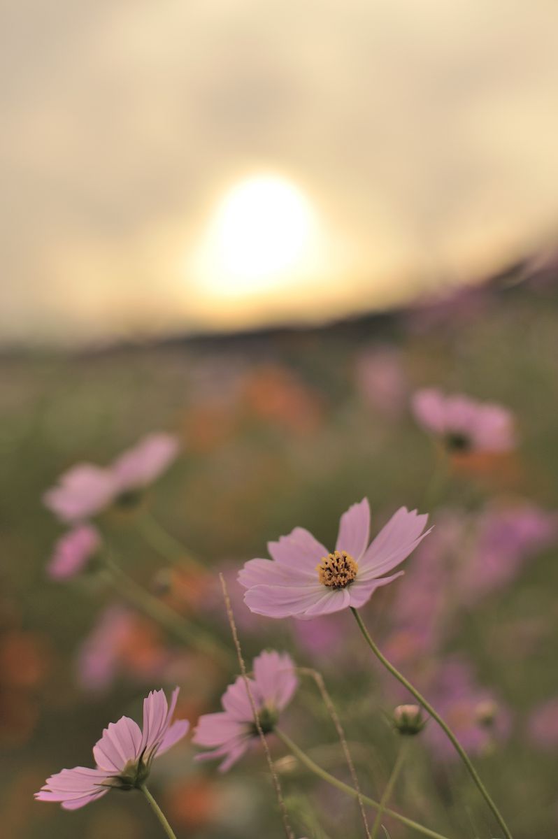 夕焼け秋桜 | GANREF
