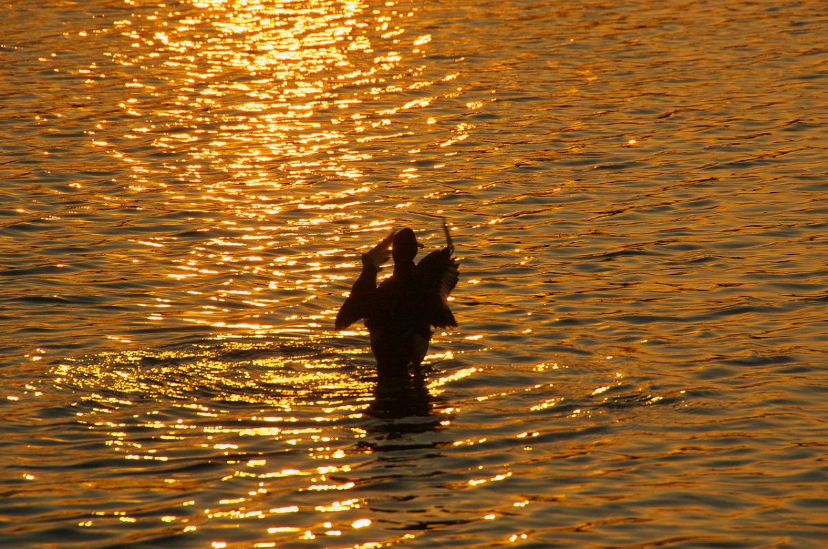 金色の光の中で | GANREF