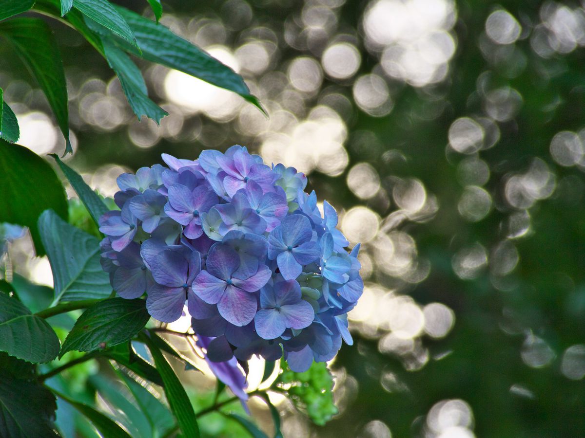 紫陽花と玉ボケ | GANREF