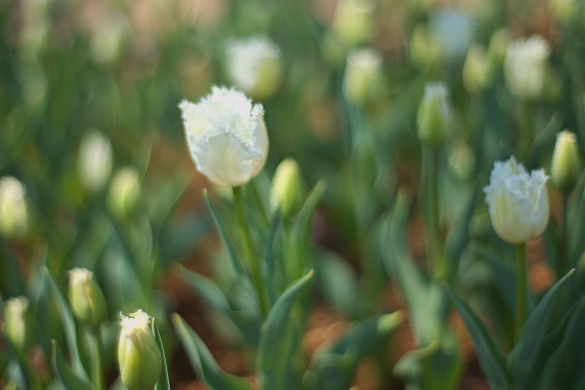 フリフリチュウリップ | GANREF