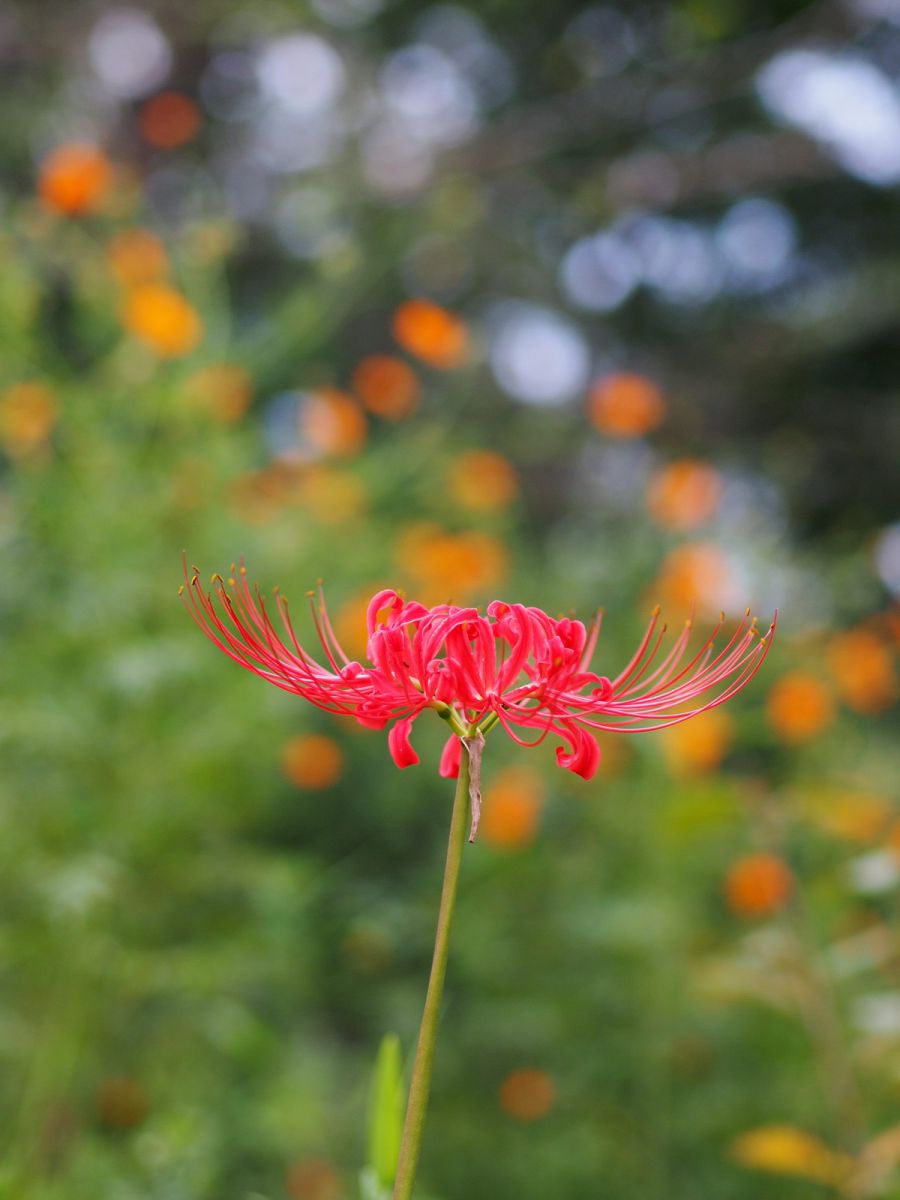 彼岸花2011 | GANREF