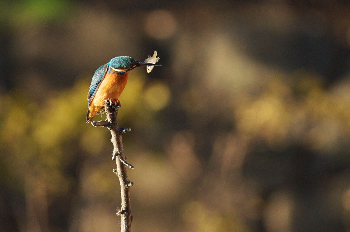 ゲット5秒後 | GANREF