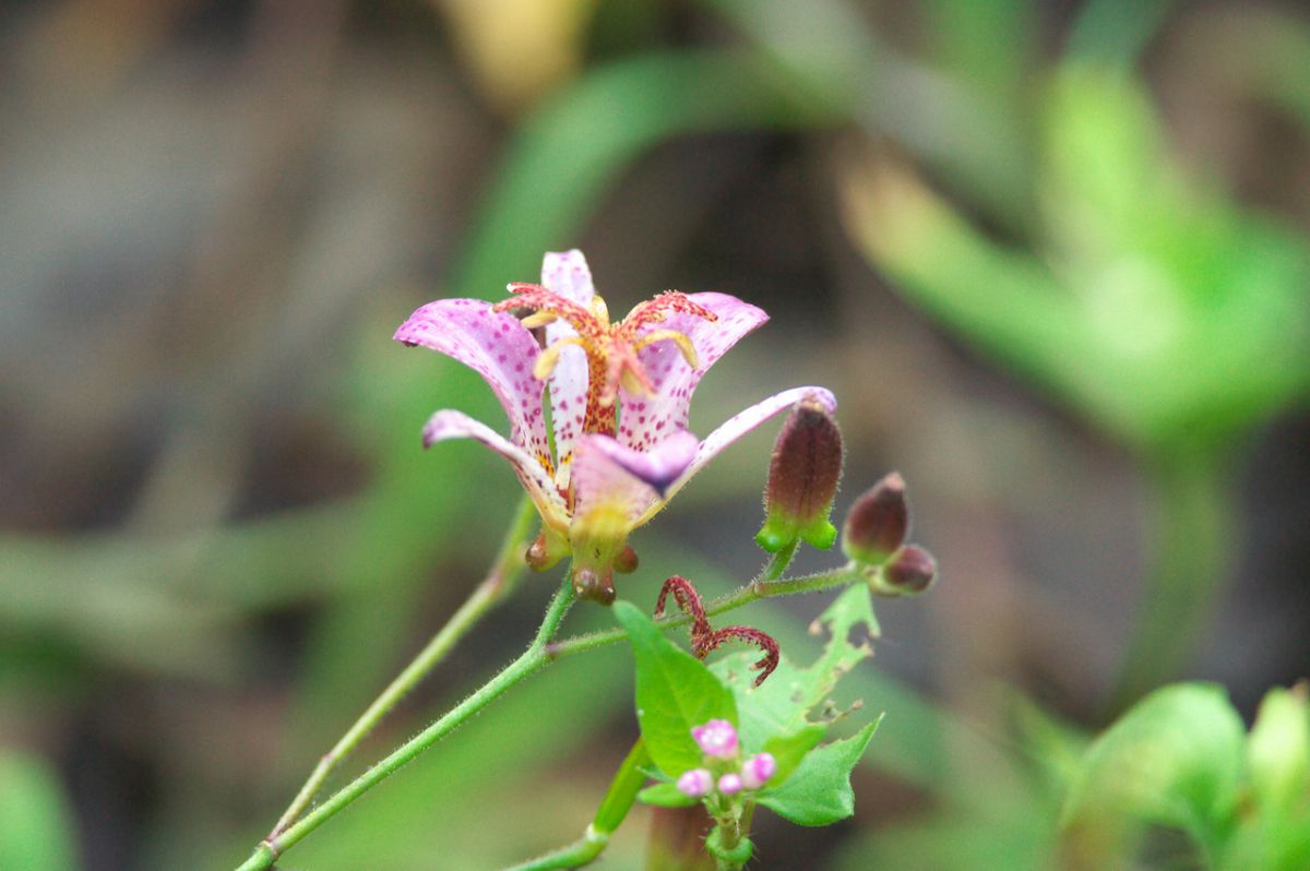 ホトトギス | GANREF