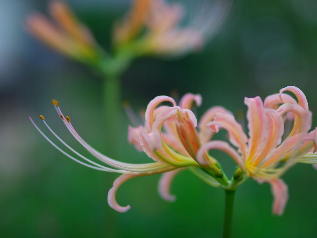 ピンクの彼岸花2011 | GANREF