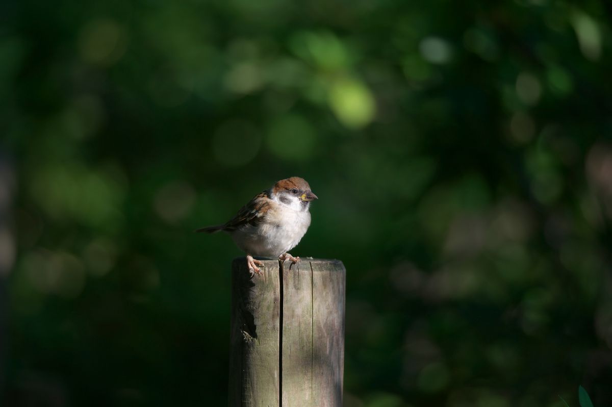 俺だって野鳥だぞ! | GANREF