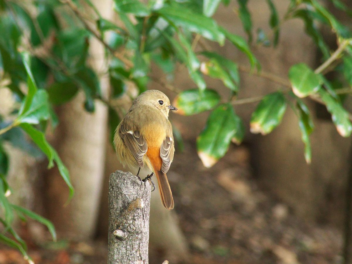 見返りジョビ子ちゃん | GANREF