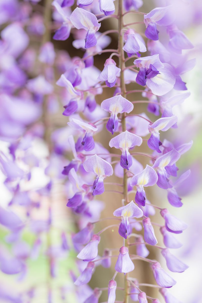 Wisteria violet | GANREF