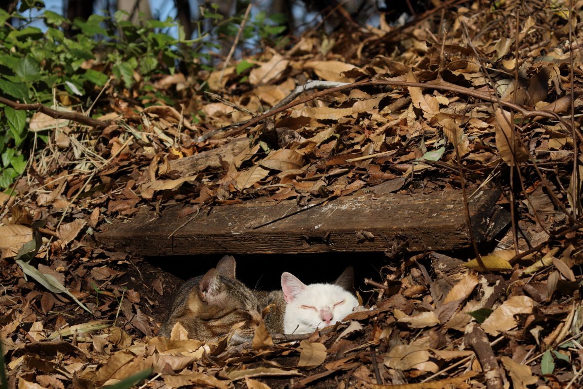 SECRET BASE | GANREF