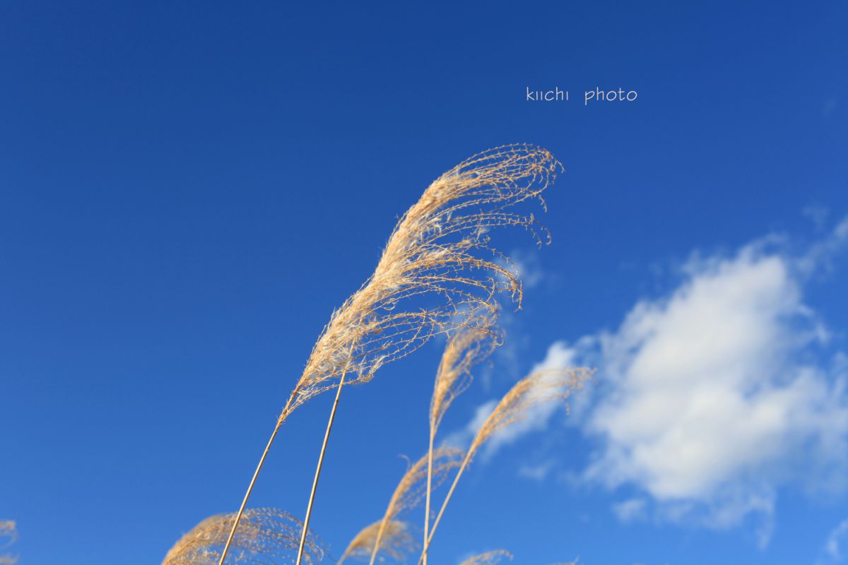 winter sky.jpg | GANREF