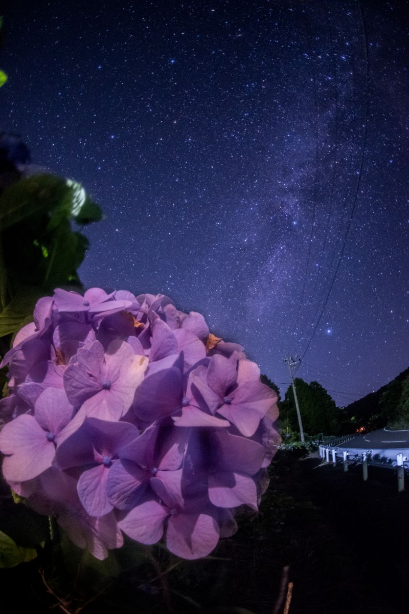 高原の夏 | GANREF