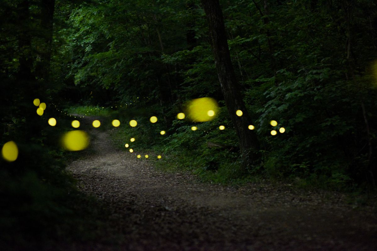 姫の小径 | GANREF