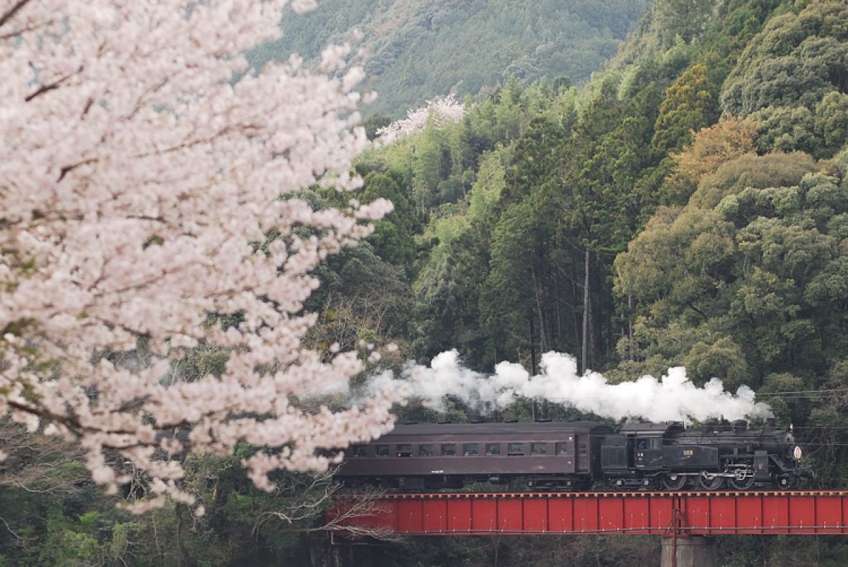 桜&さくら | GANREF