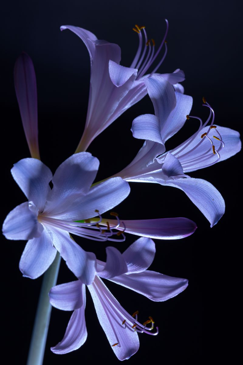 Lycoris 'BluePearl' | GANREF