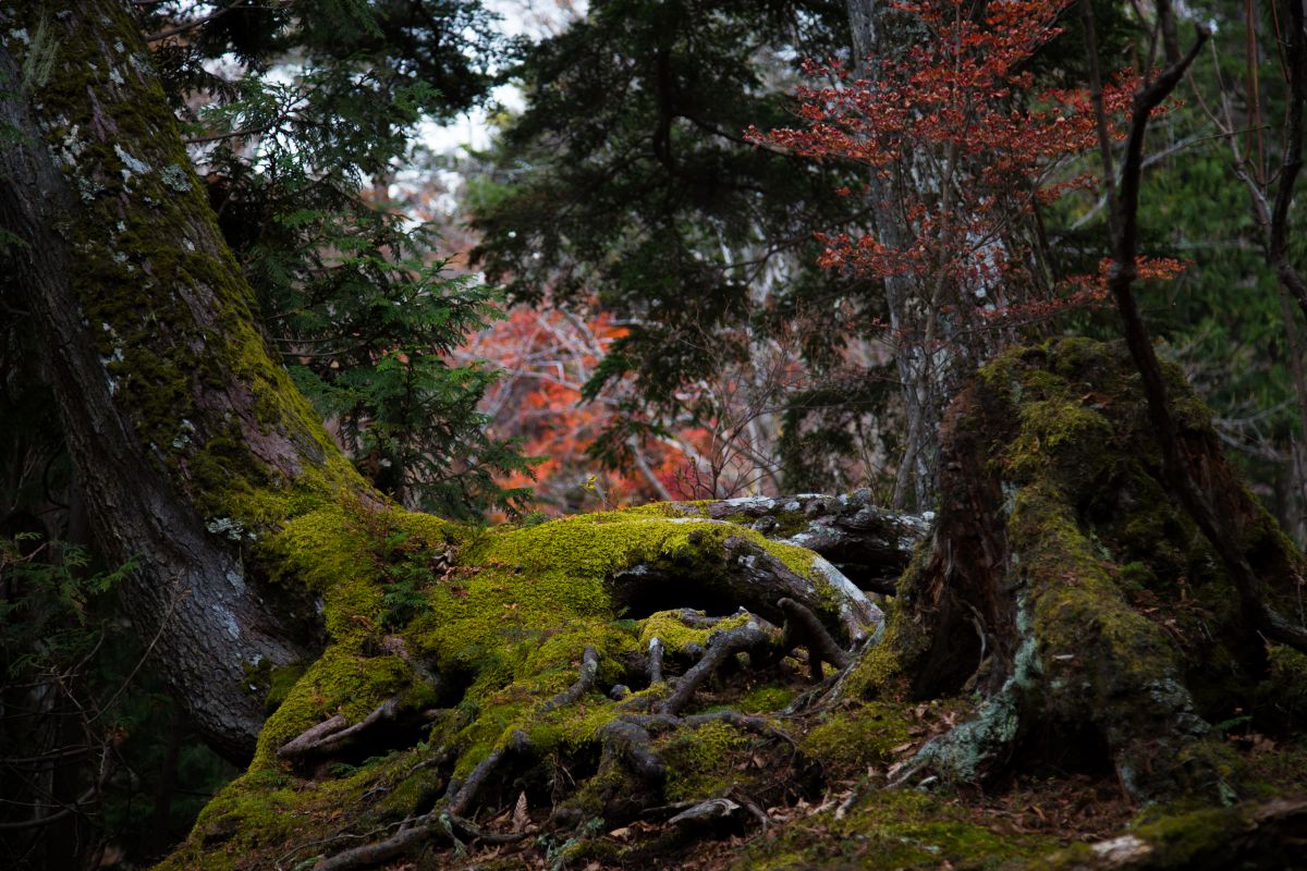 苔むす森 | GANREF