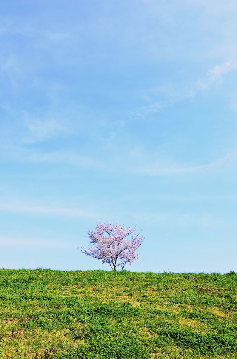 SPRING SONG | GANREF