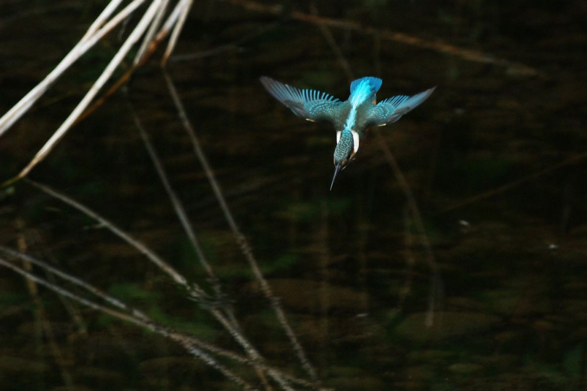 カワセミ104号 | GANREF