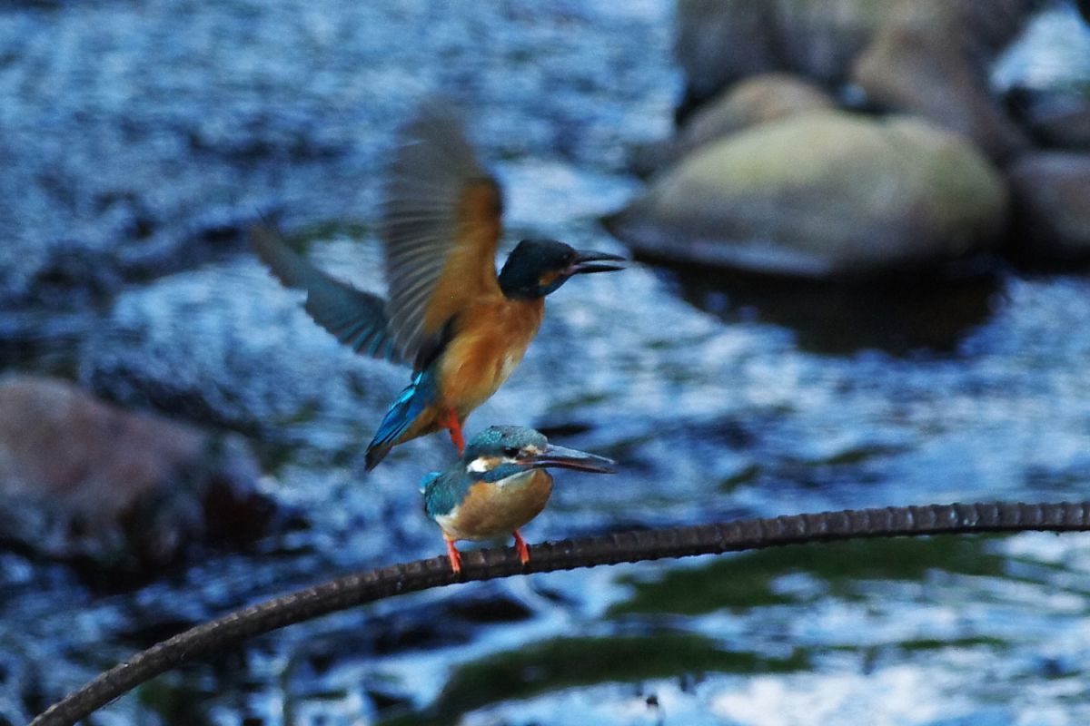 カワセミ113号 | GANREF