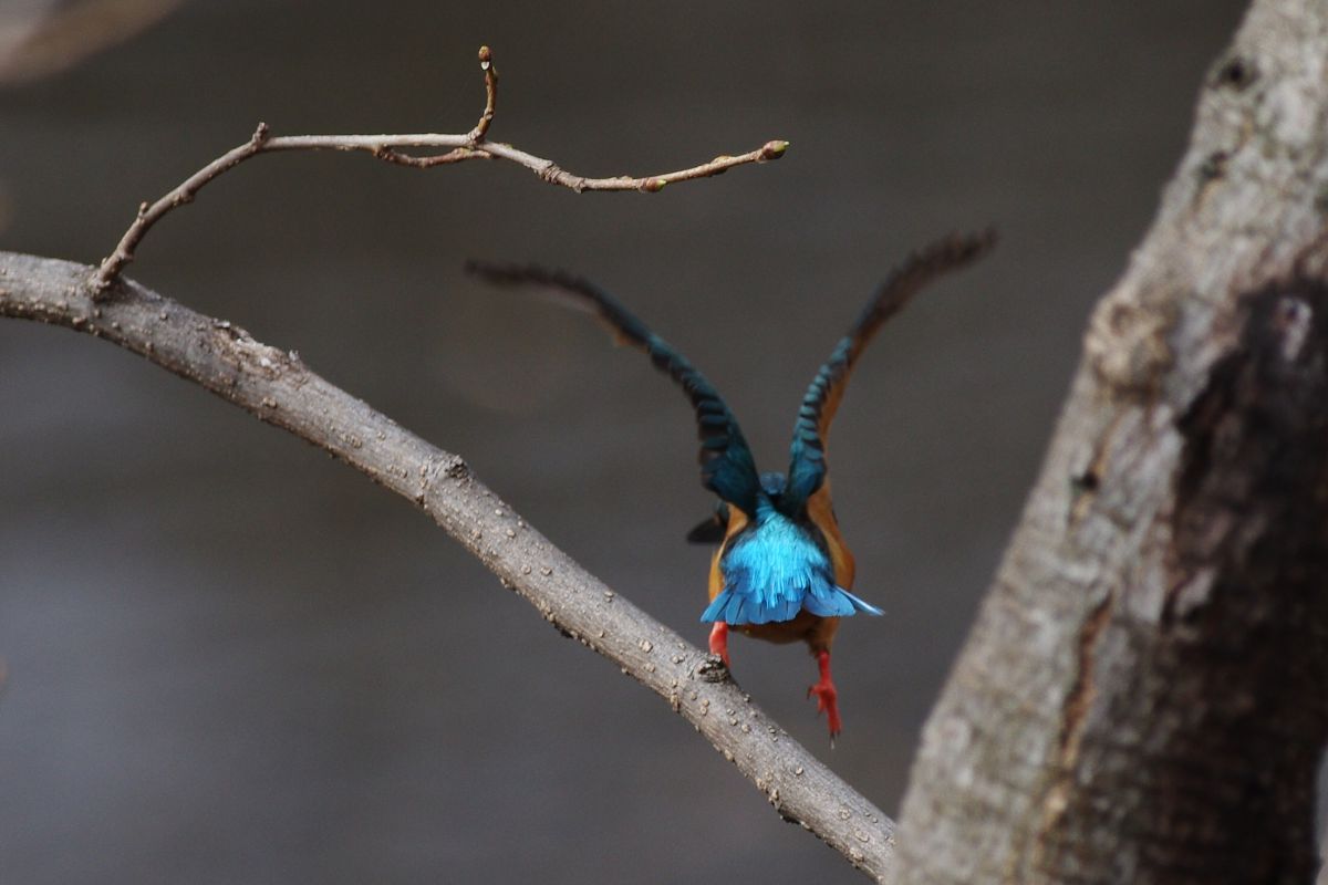 カワセミ200号 | GANREF