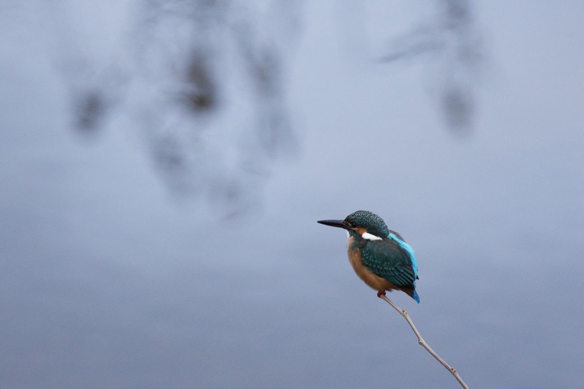 カワセミ183号 | GANREF