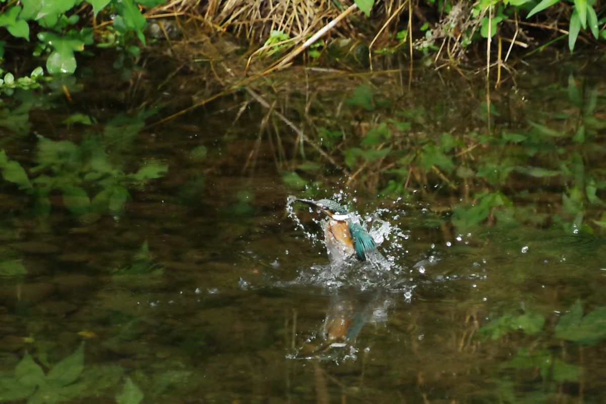 カワセミ103号 | GANREF