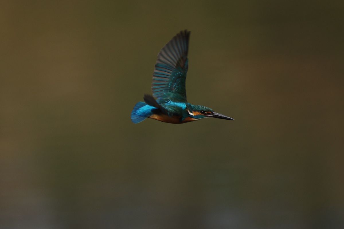 華麗なる飛翔（カワセミ191号） | GANREF