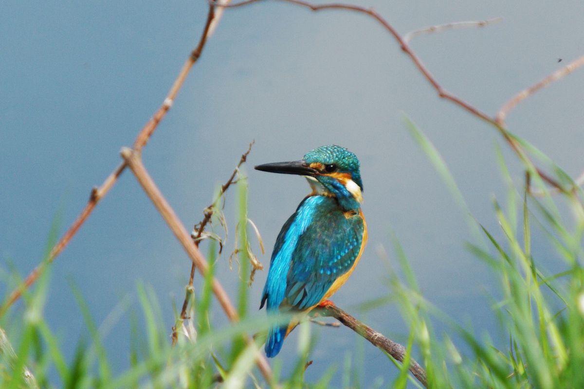 カワセミ66号 | GANREF