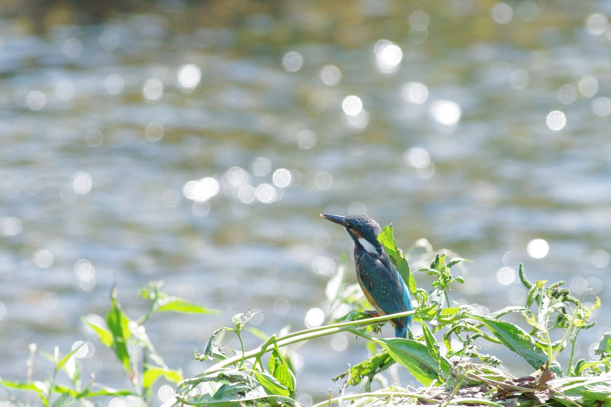 カワセミ126号 | GANREF