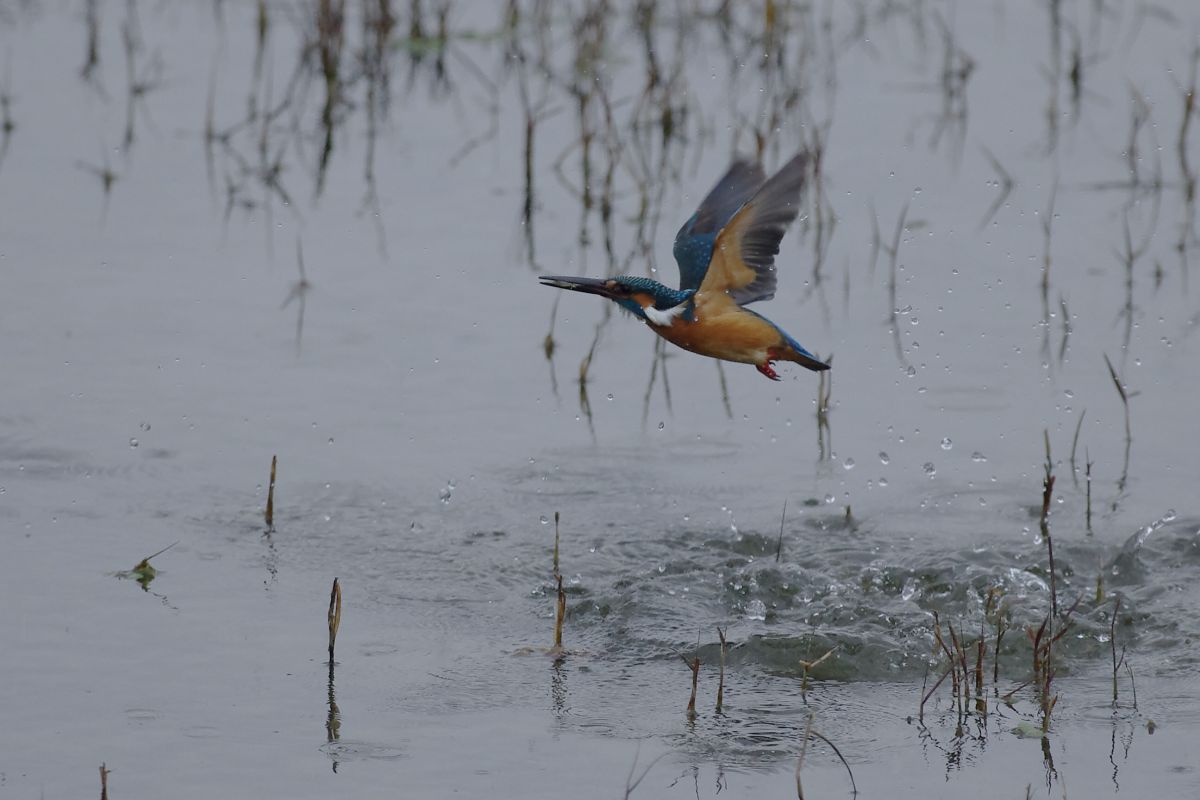 カワセミ190号 | GANREF
