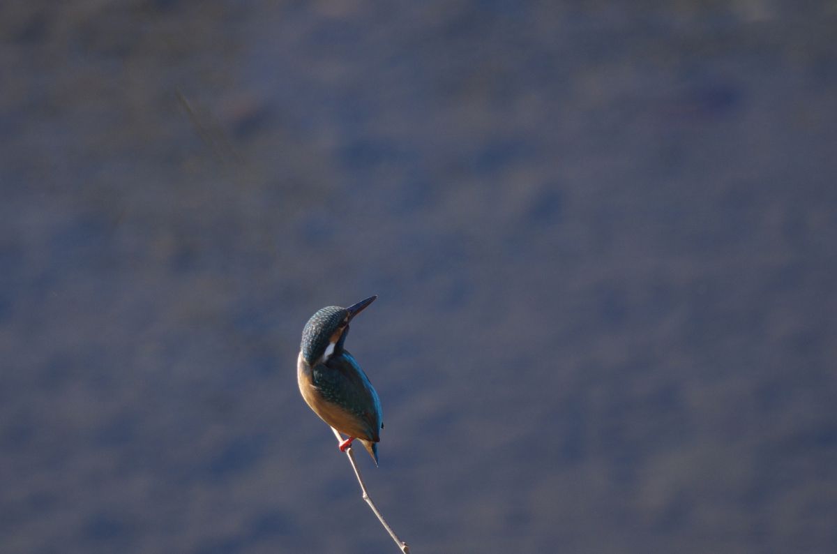 カワセミ187号 | GANREF