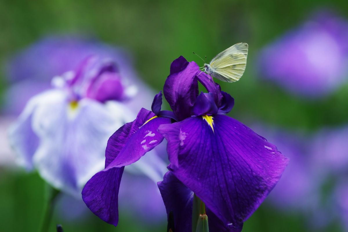 艶やかさに誘われて | GANREF