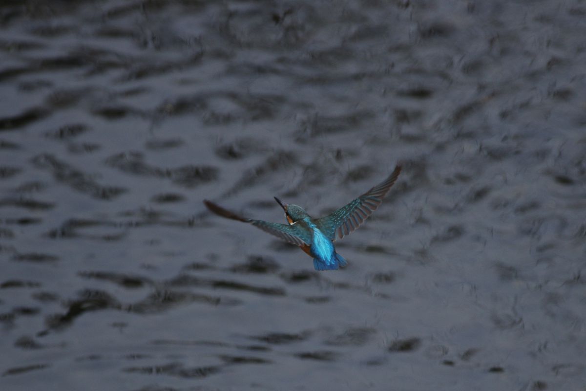 カワセミ198号 | GANREF