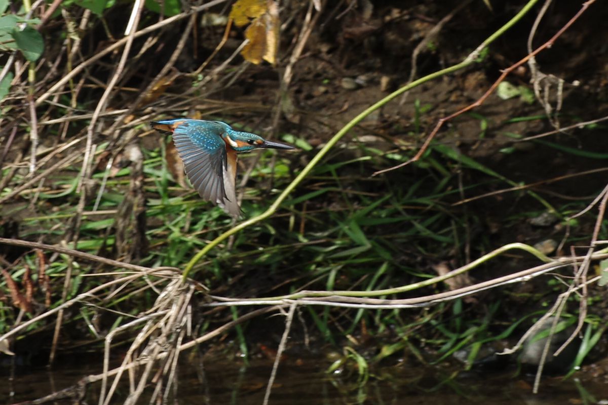 カワセミ159号 | GANREF