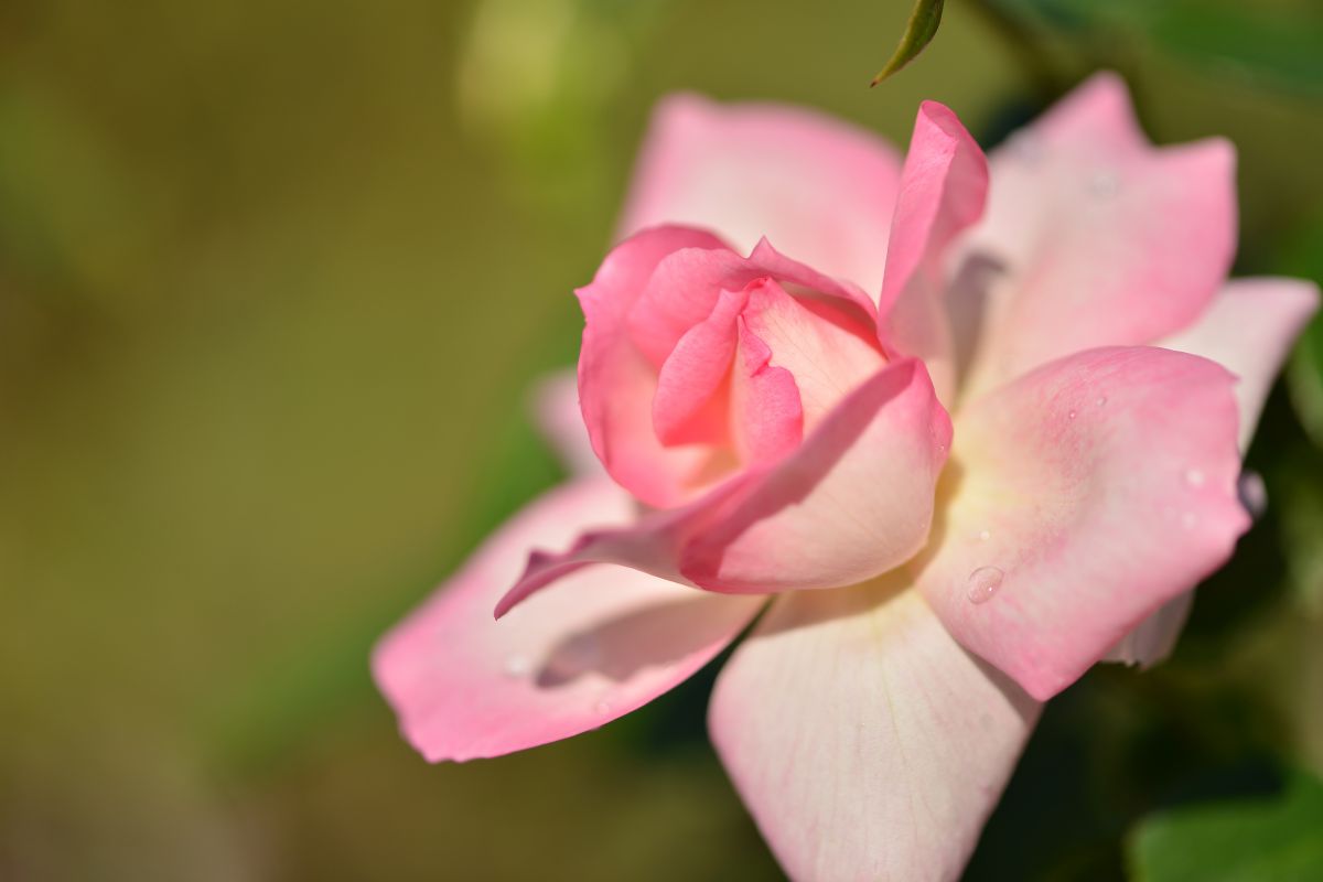 バラの花 「加茂」 | GANREF