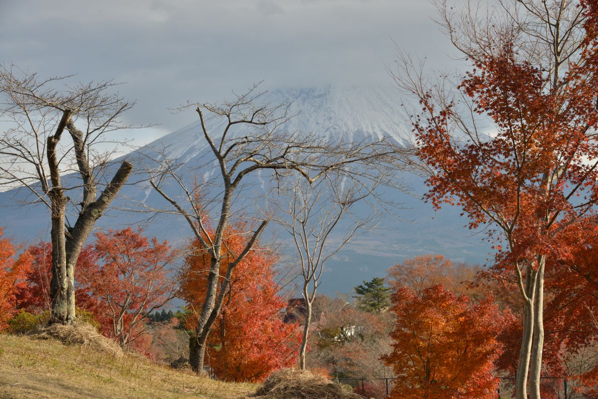 秋と冬の狭間で！ | GANREF