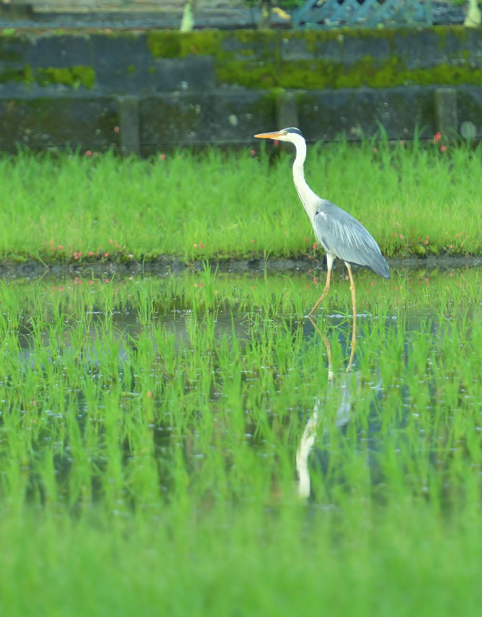 珍しく手近にアオサギが！ | GANREF