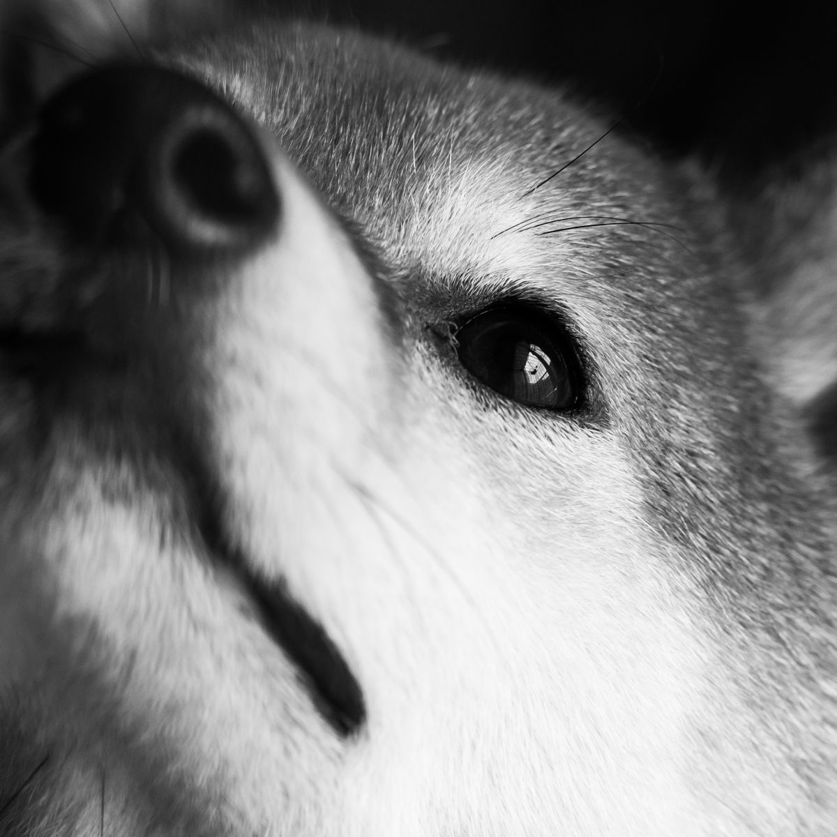 まなざし_1 | GANREF