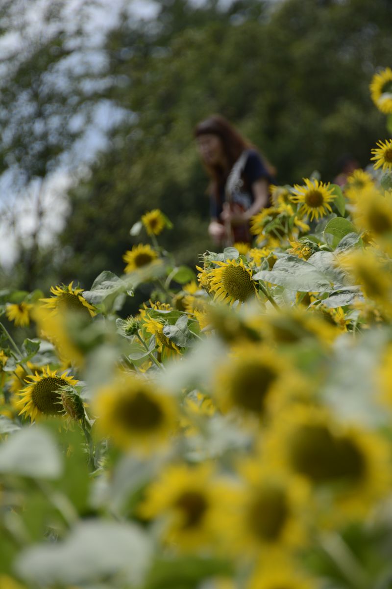 夏のうた | GANREF