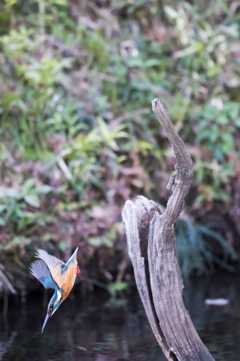 カワセミのダイブ！！ | GANREF