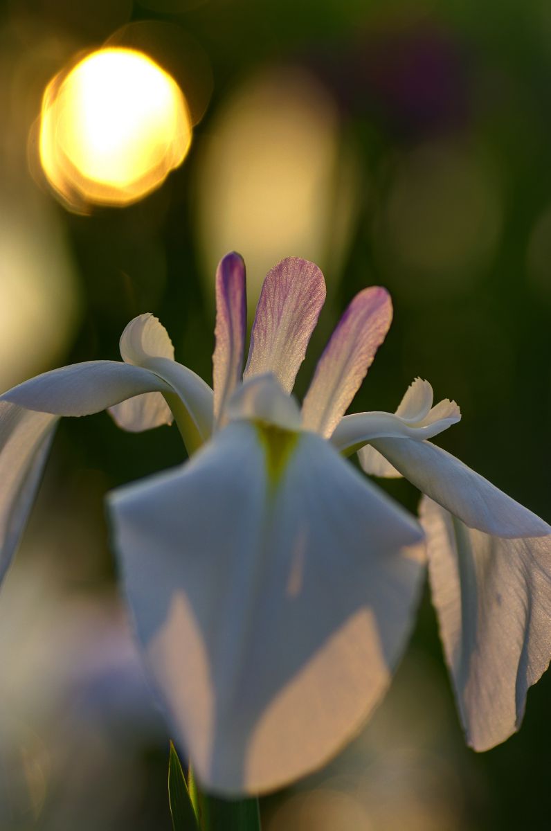 艶姿 小町娘 | GANREF